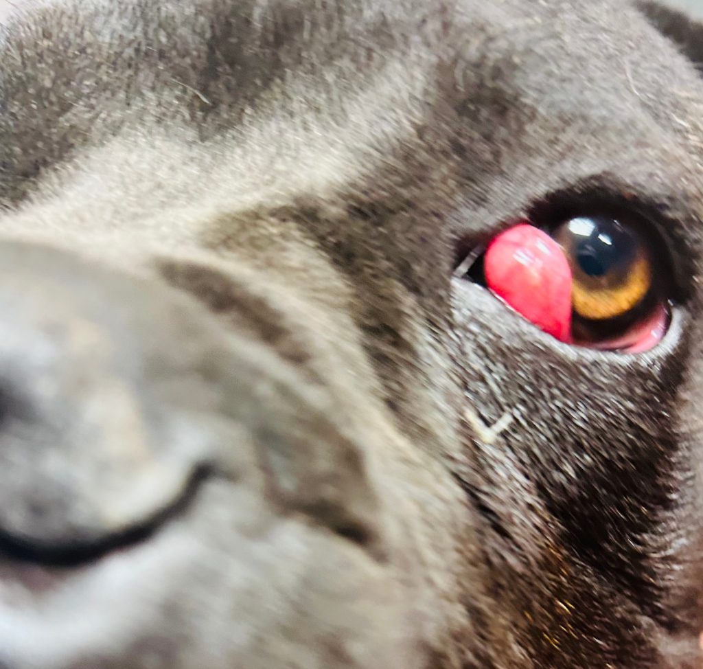 Luxation glande nictitante - Ophtanimal Rennes