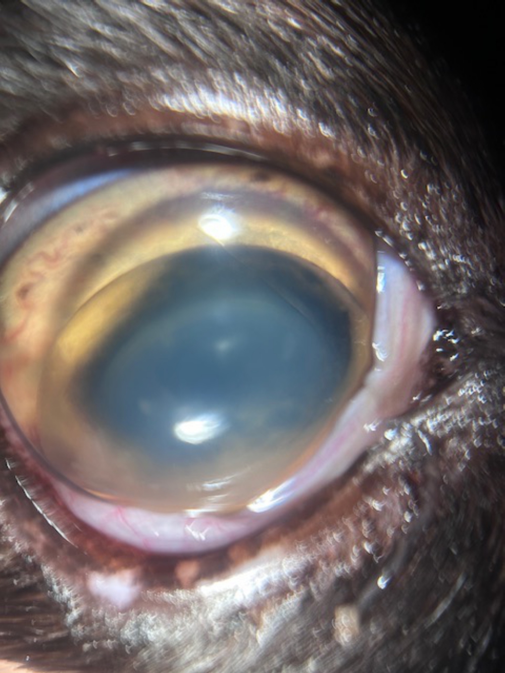 Luxation du cristallin - Ophtanimal Rennes