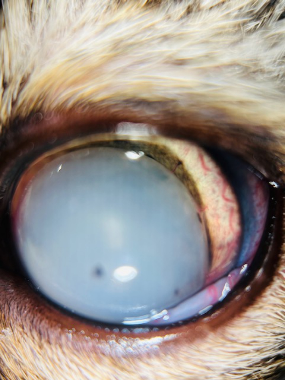 Luxation du cristallin - Ophtanimal Rennes